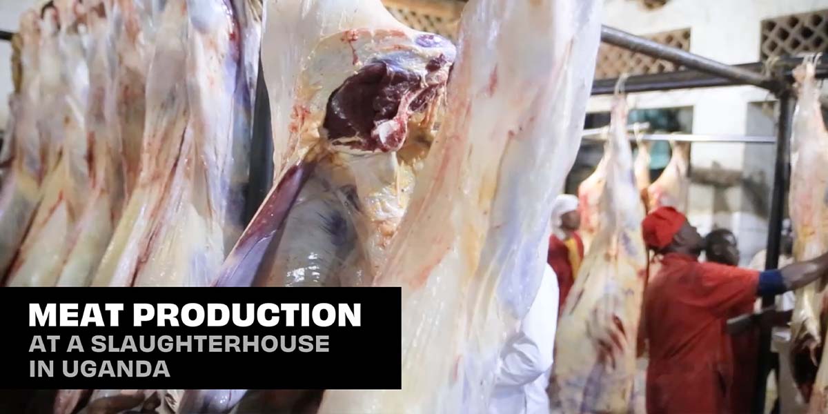 Article | Uganda's Meat Production Industry - Parah Ltd
